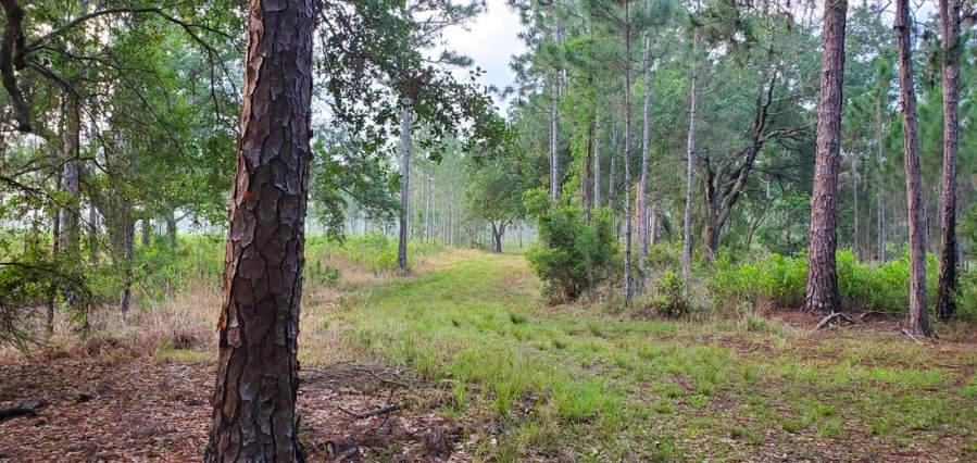 Save Split Oak – Conservation Area Threatened by Toll Road Development