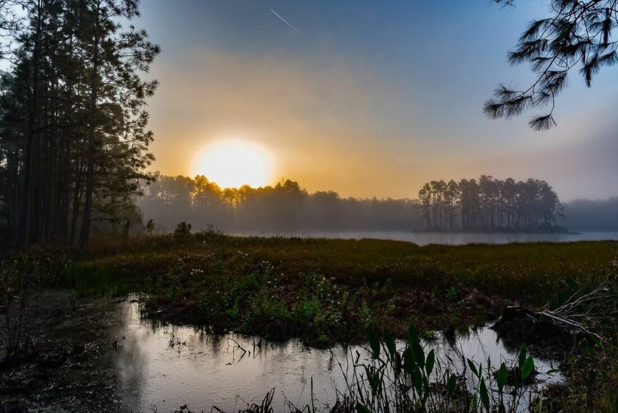 Save Split Oak – Conservation Area Threatened by Toll Road Development