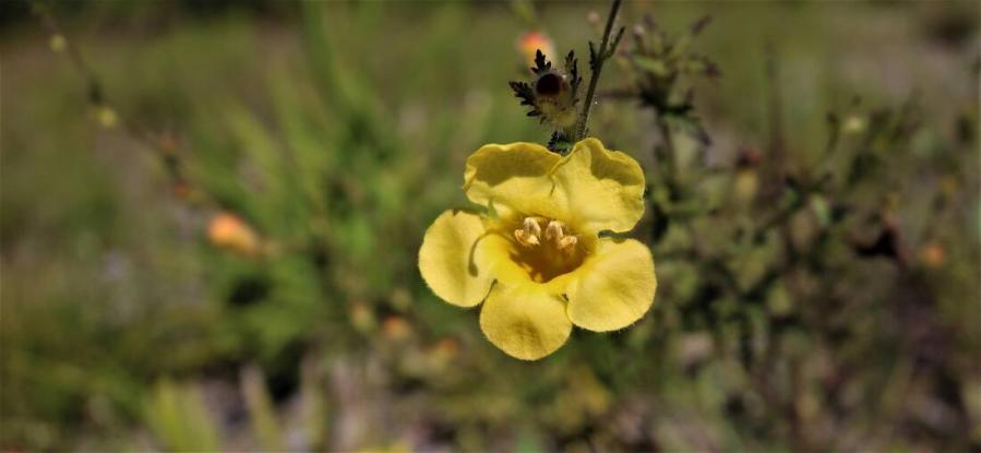 Save Split Oak – Conservation Area Threatened by Toll Road Development