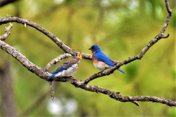Save Split Oak – Conservation Area Threatened by Toll Road Development